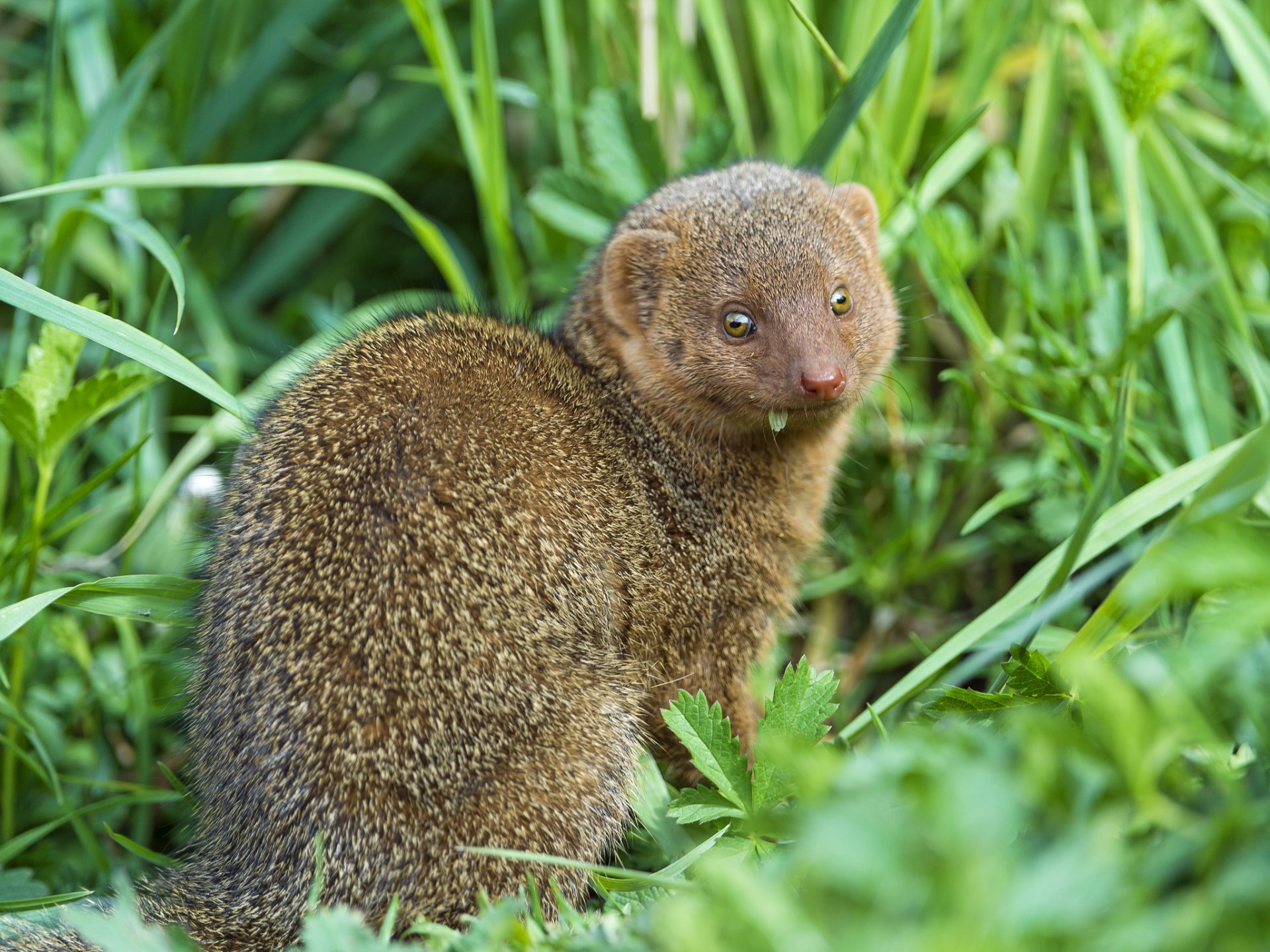 Download Animal Mongoose HD Wallpaper