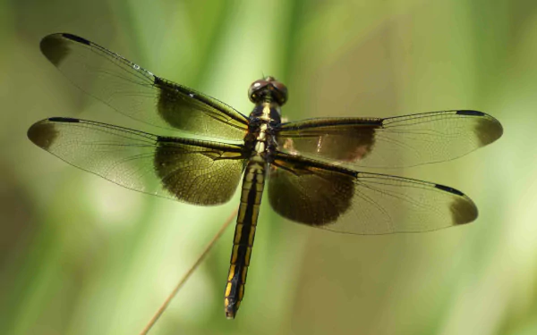 [30+] Dragonfly 4k Wallpapers