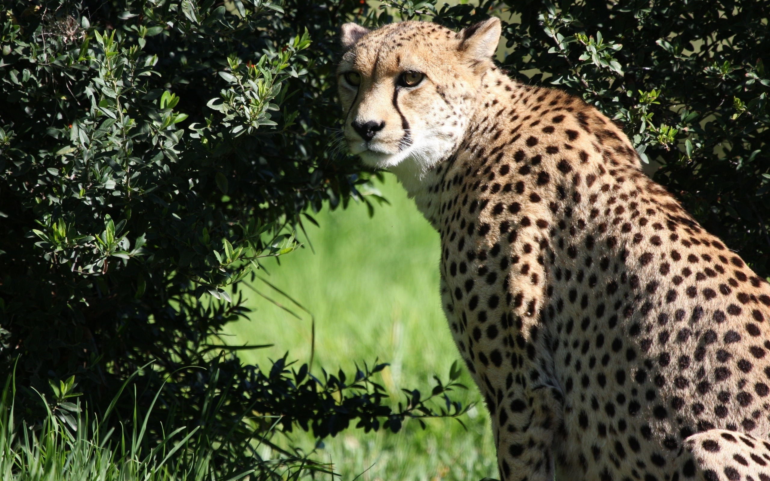 Download Animal Cheetah HD Wallpaper
