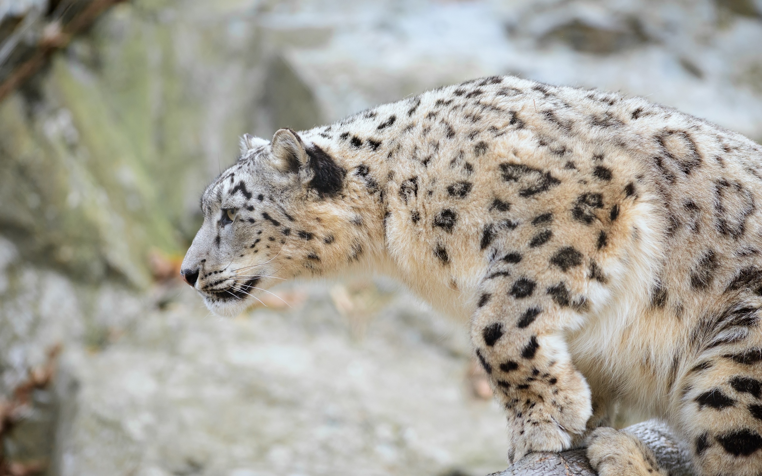Majestic Snow Leopard HD Wallpaper: The Elusive Mountain Phantom