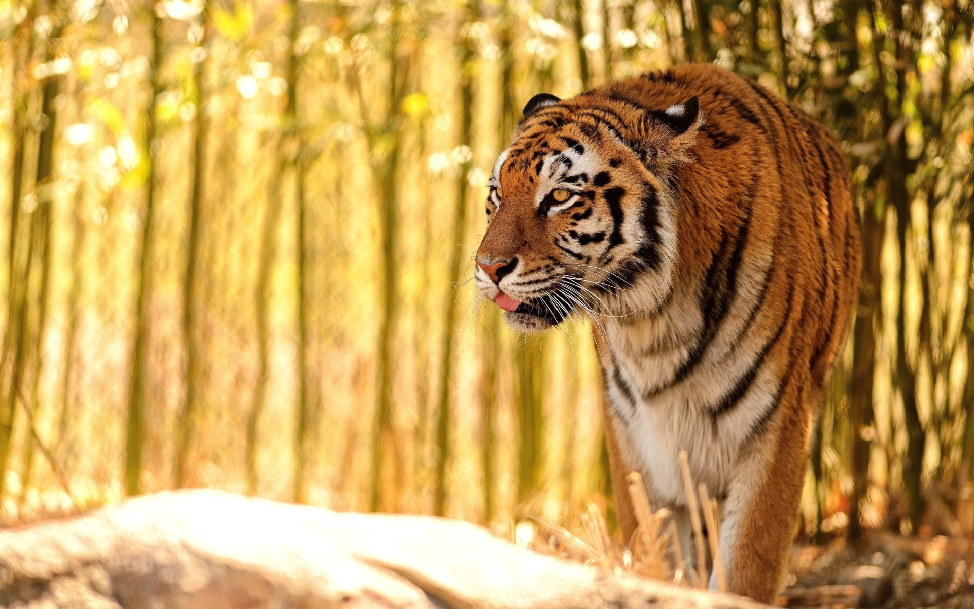Majestic Tiger HD Wallpaper in a Serene Bamboo Forest