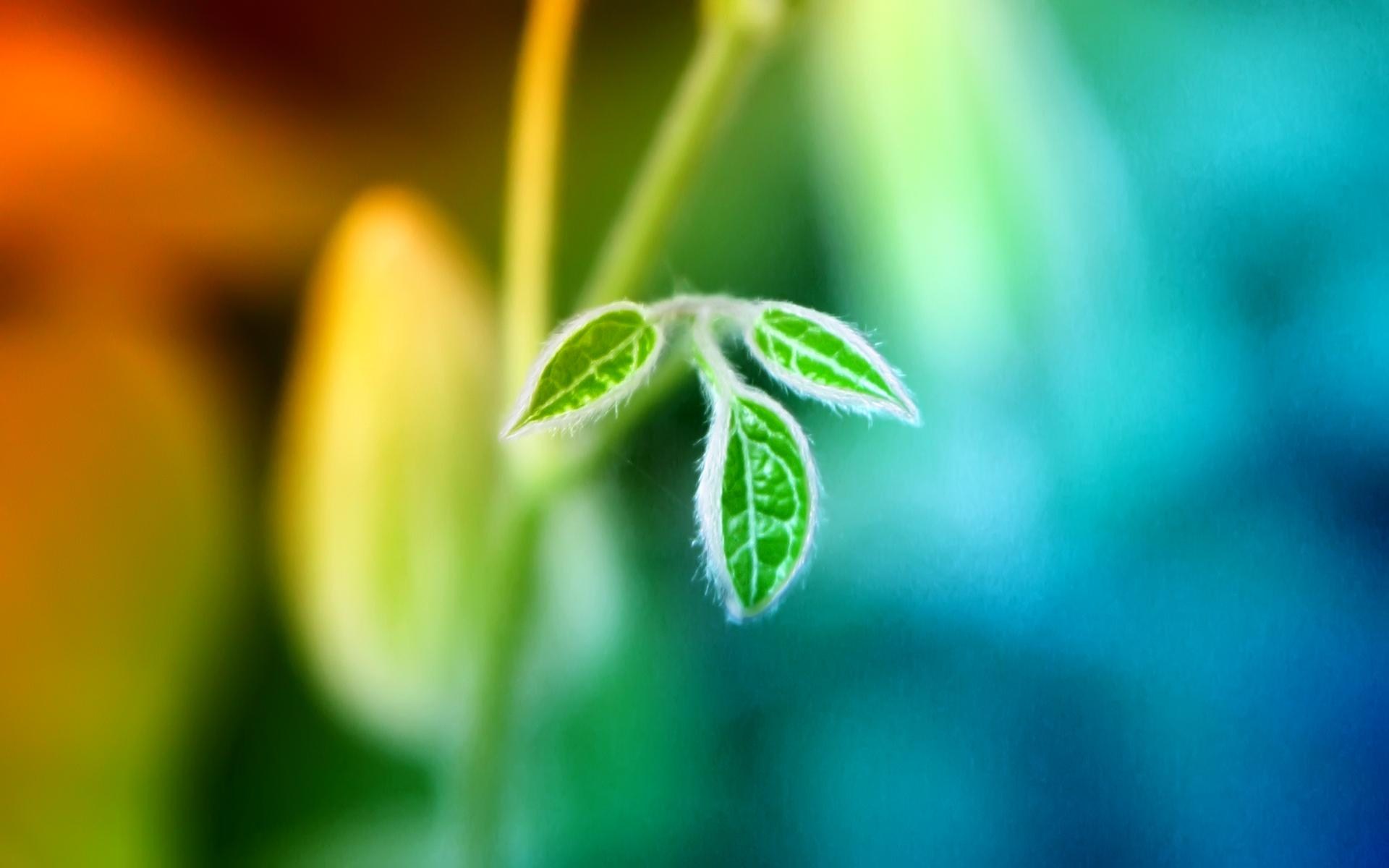 Download Nature Leaf HD Wallpaper