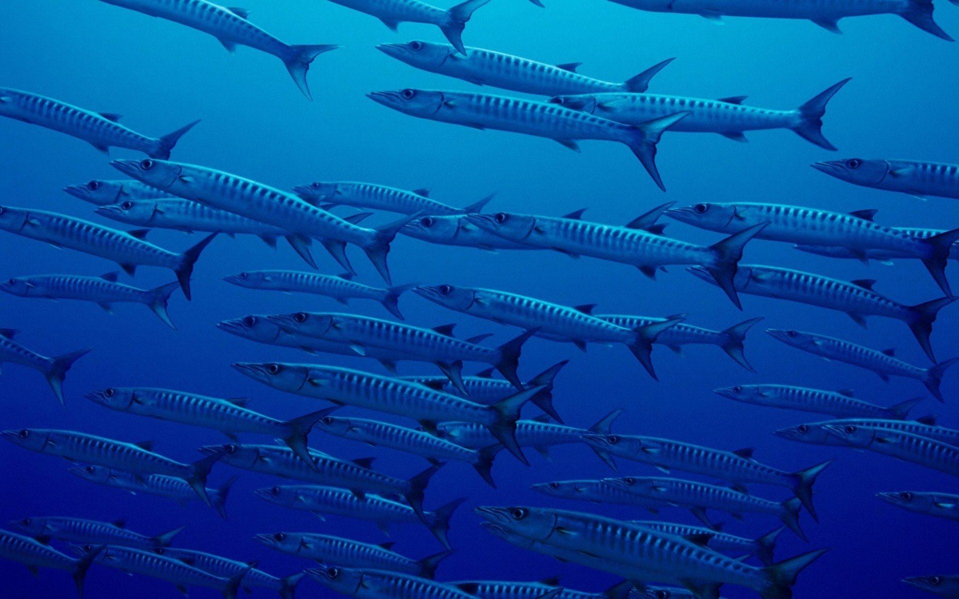 Vibrant School of Fish HD Wallpaper - Ocean Life in Motion | 1920x1200 ...