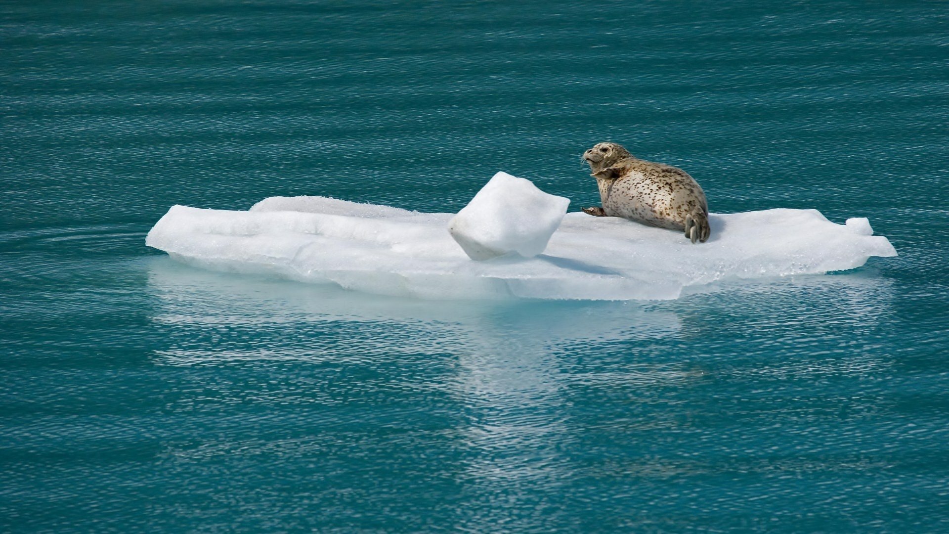 Majestic Seal on Ice: Stunning HD Animal Wallpaper