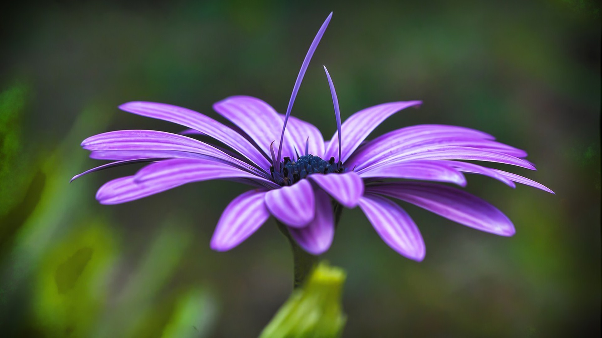 Download Nature Flower HD Wallpaper