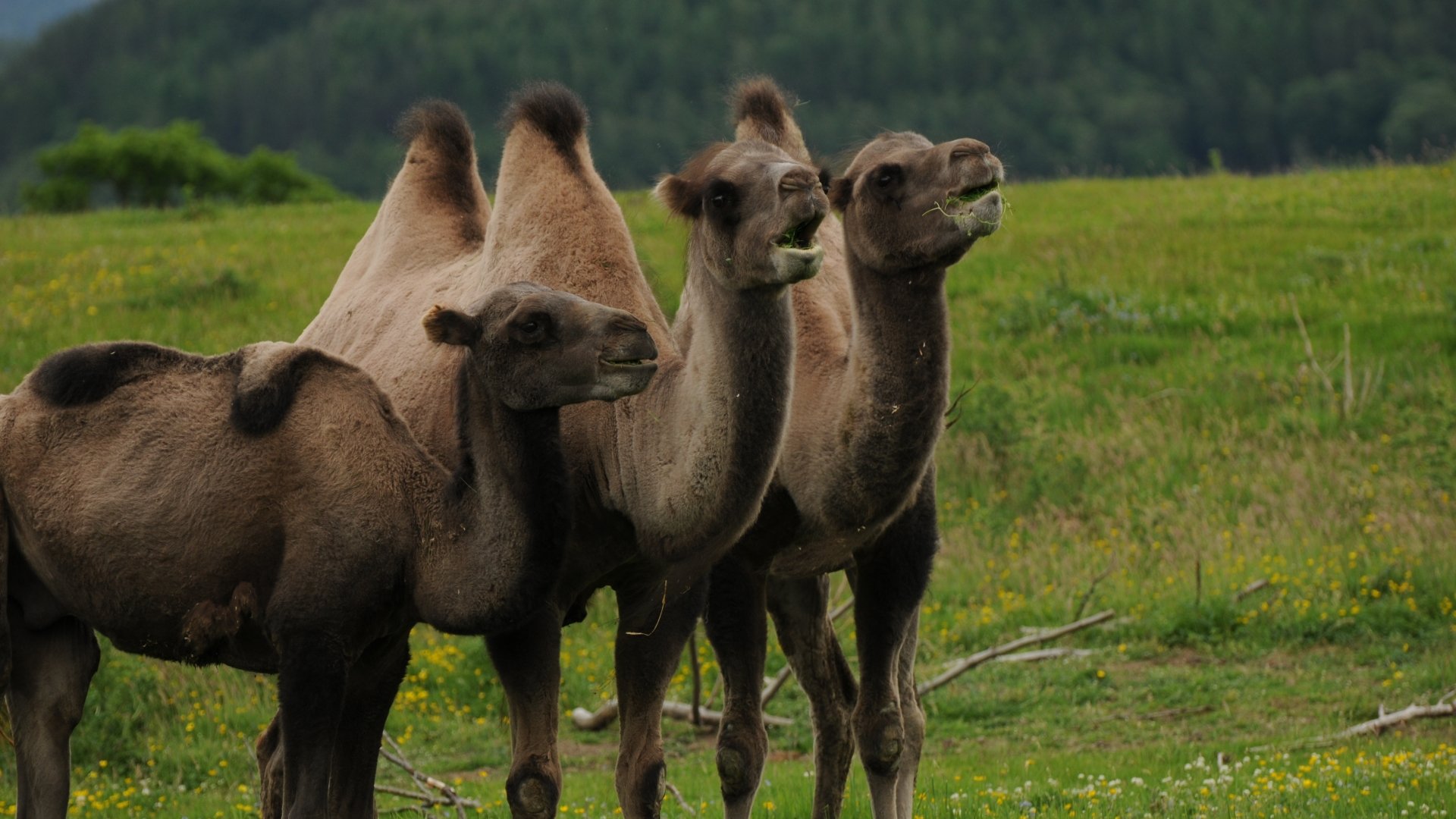 Download Animal Camel 4k Ultra HD Wallpaper