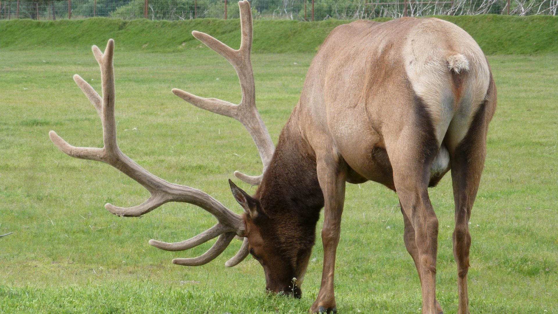 Deer 4k Ultra HD Wallpaper