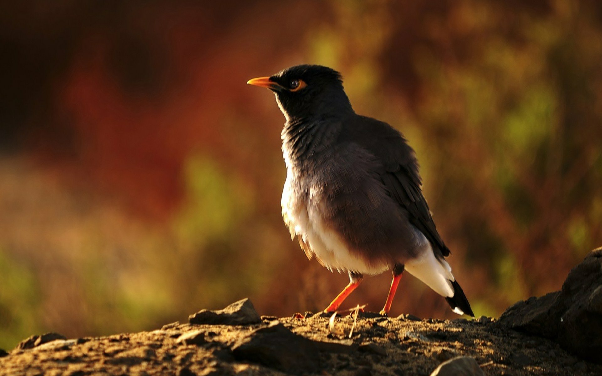 Download Bird Animal Myna HD Wallpaper