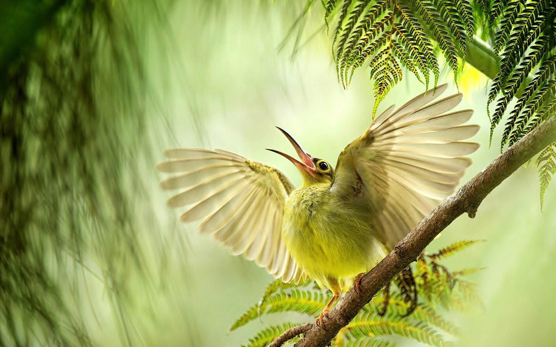 Spectacled Spiderhunter HD Wallpaper