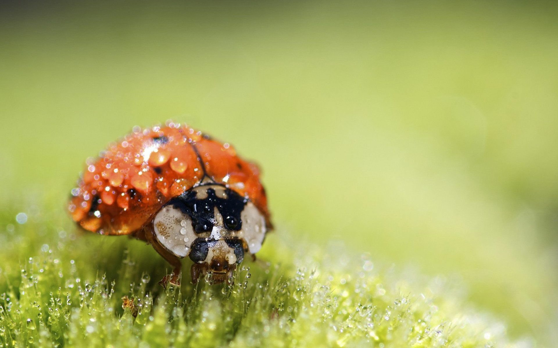 Download Animal Ladybug HD Wallpaper