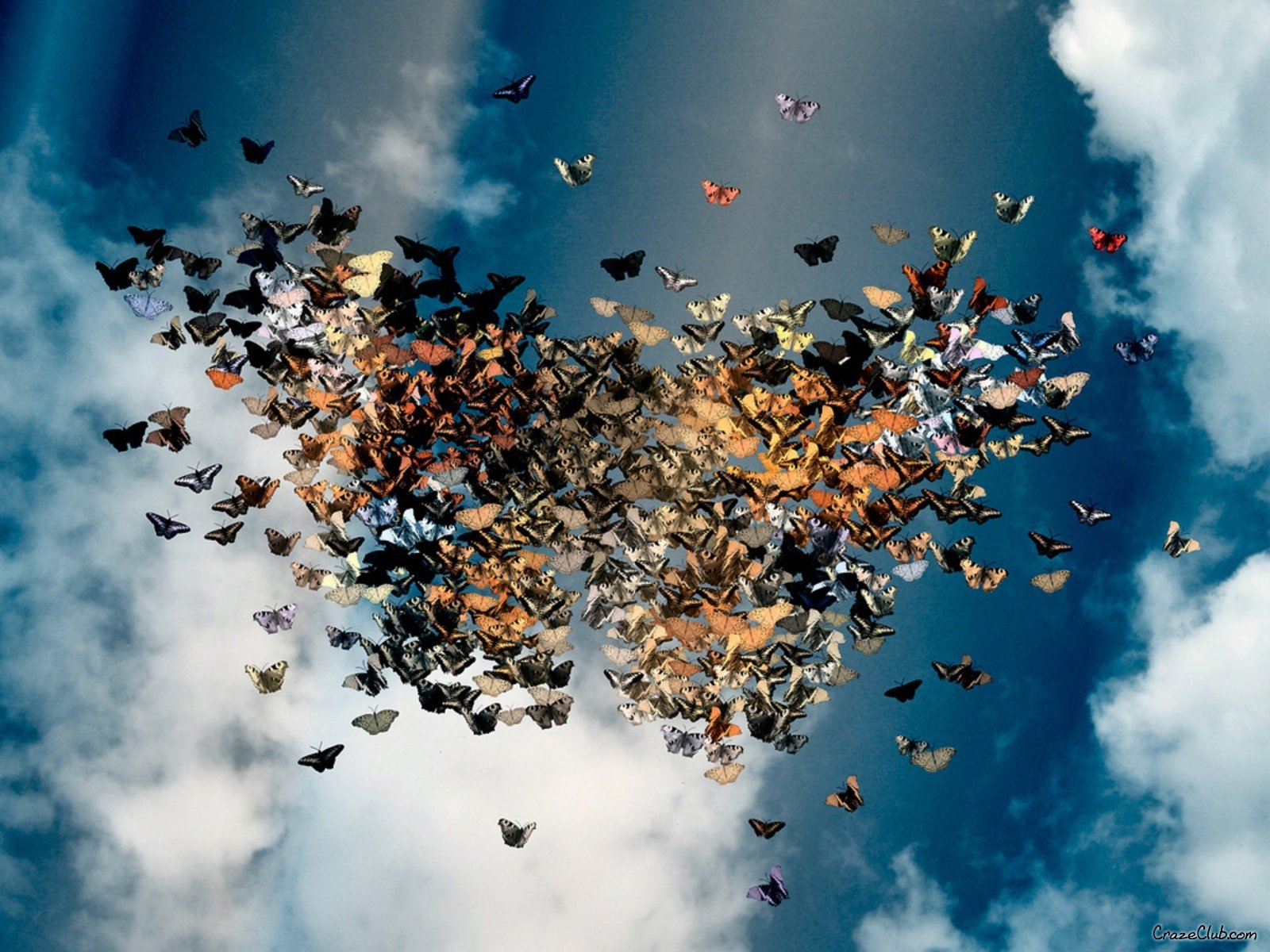 Majestic Butterfly Swarm HD Wallpaper