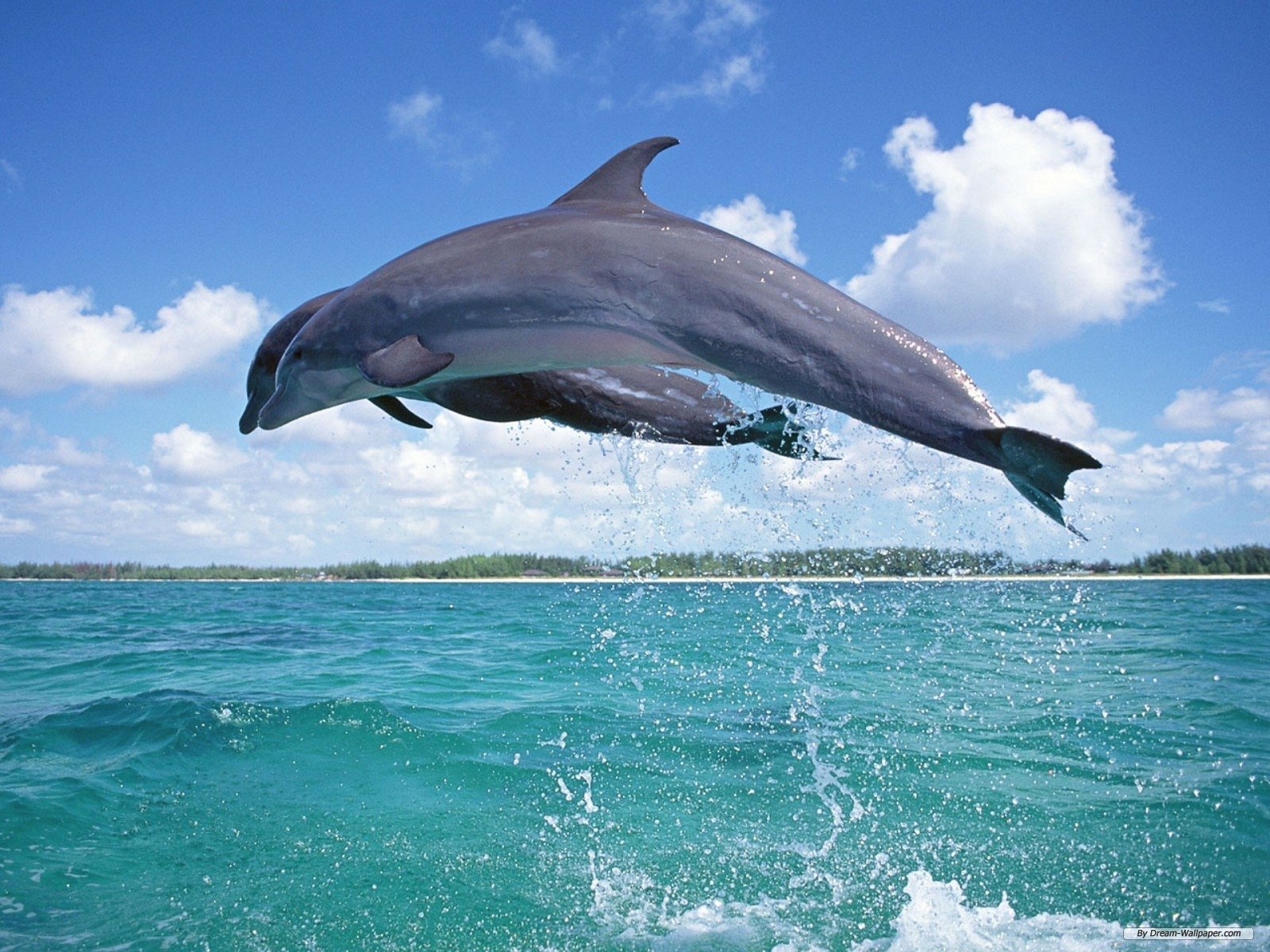 Download Animal Dolphin Wallpaper