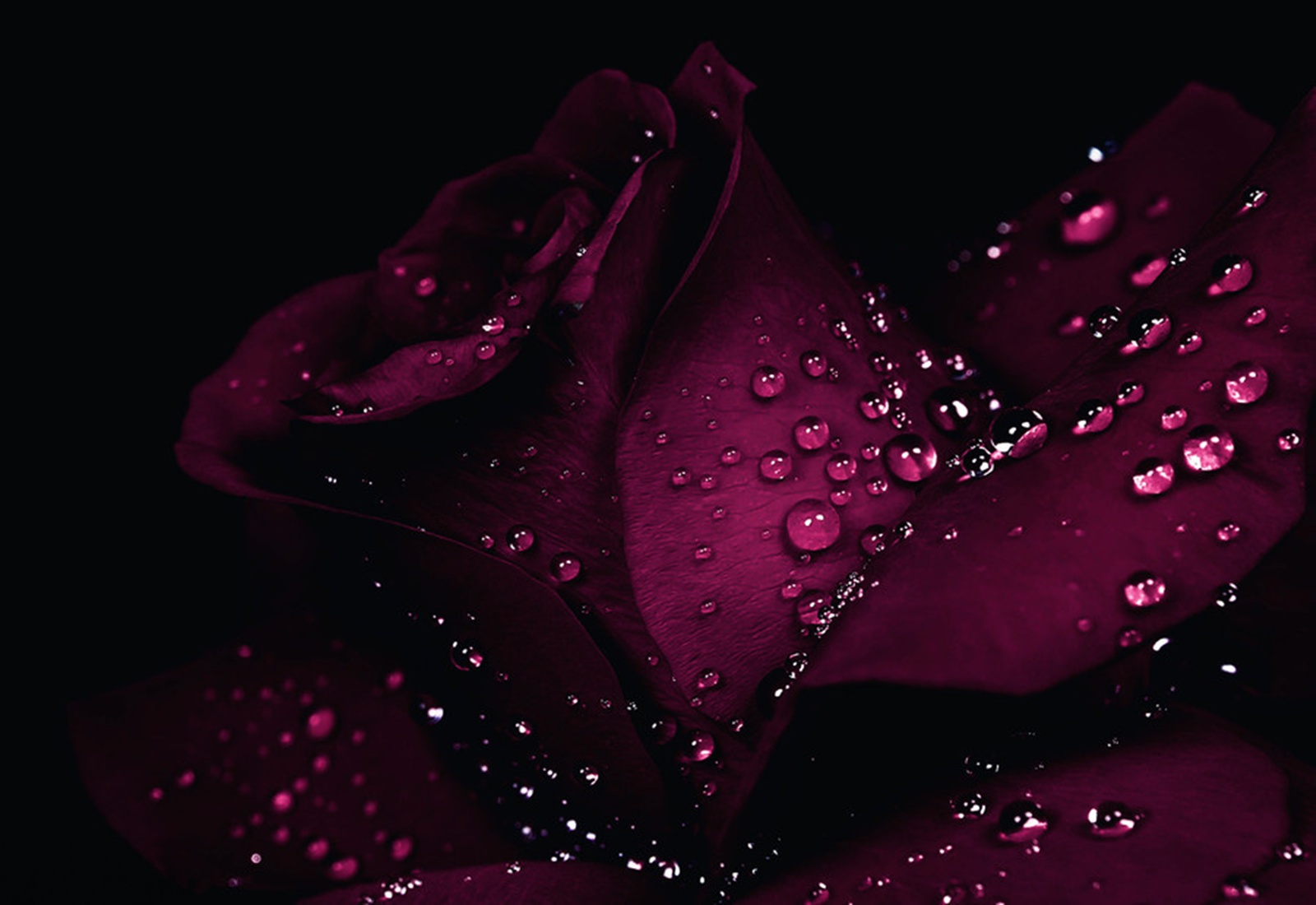 Download Rose Nature Flower Wallpaper