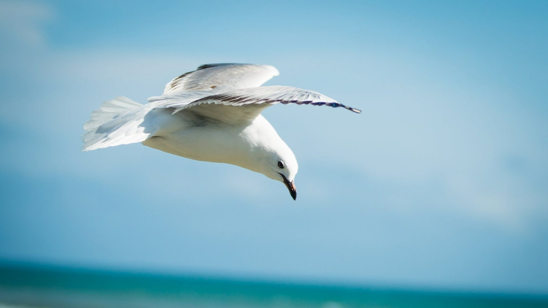 Animal Seagull HD Wallpaper
