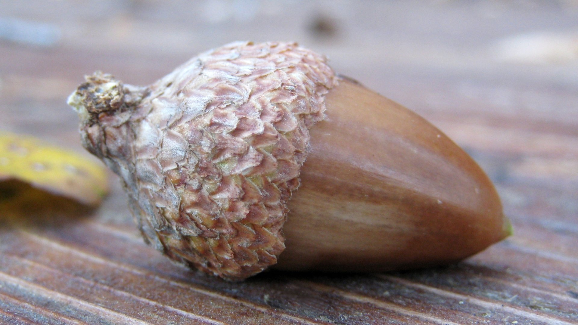 Download Nature Acorn HD Wallpaper