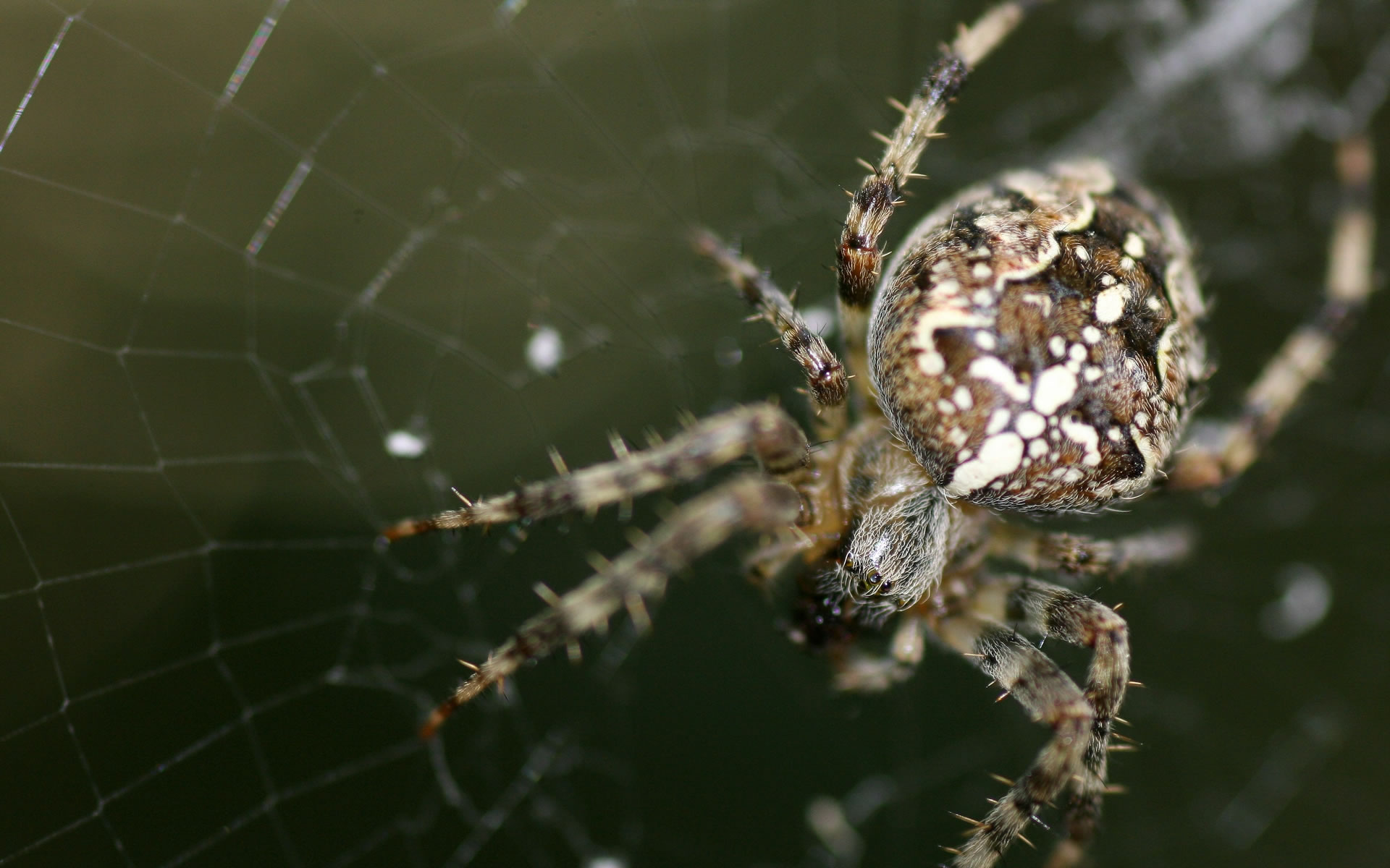 Animated Spider Hd