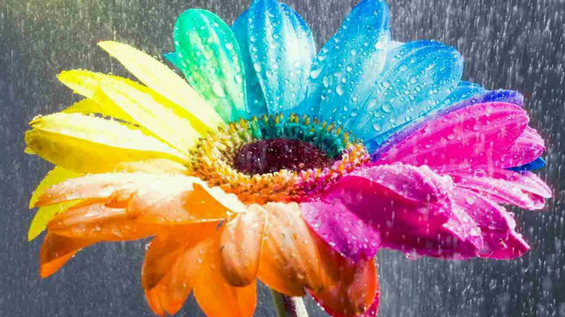 Vibrant Sunflower HD Wallpaper: Nature's Colorful Beauty | 1920x1080 ...