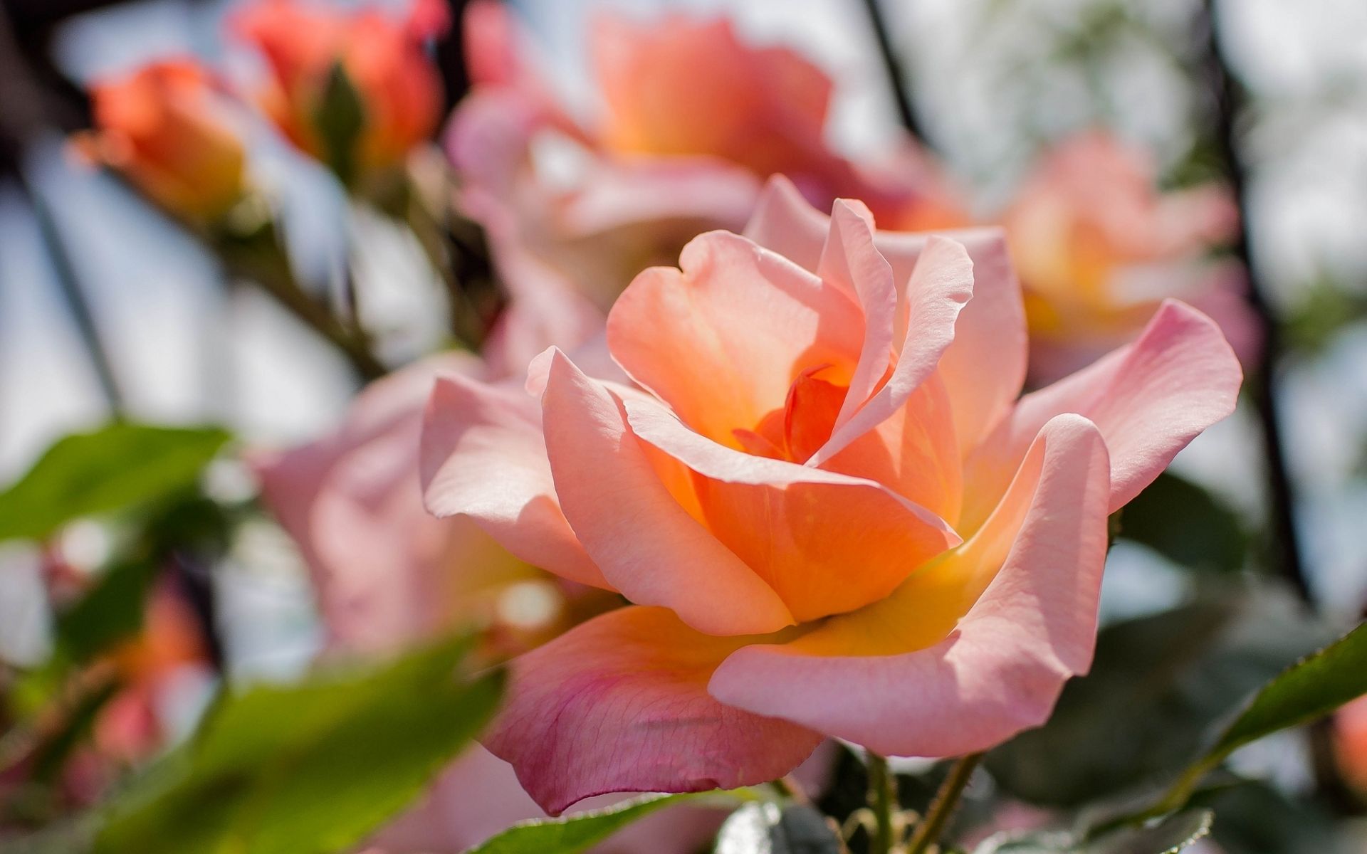 Download Nature Rose HD Wallpaper