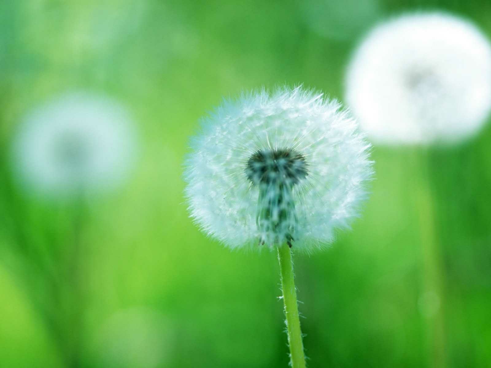 Nature Dandelion Wallpaper