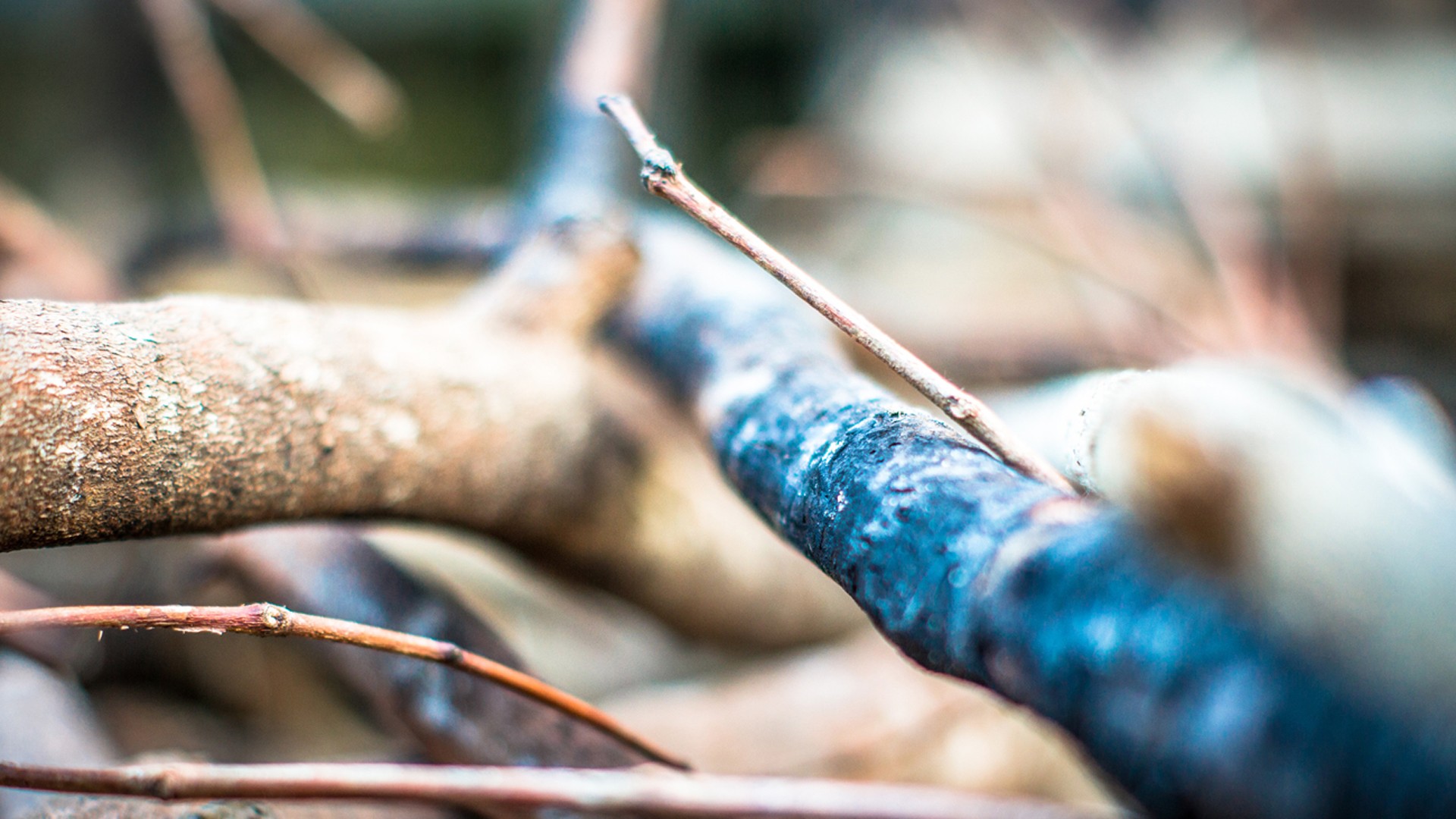 Download Nature Branch HD Wallpaper