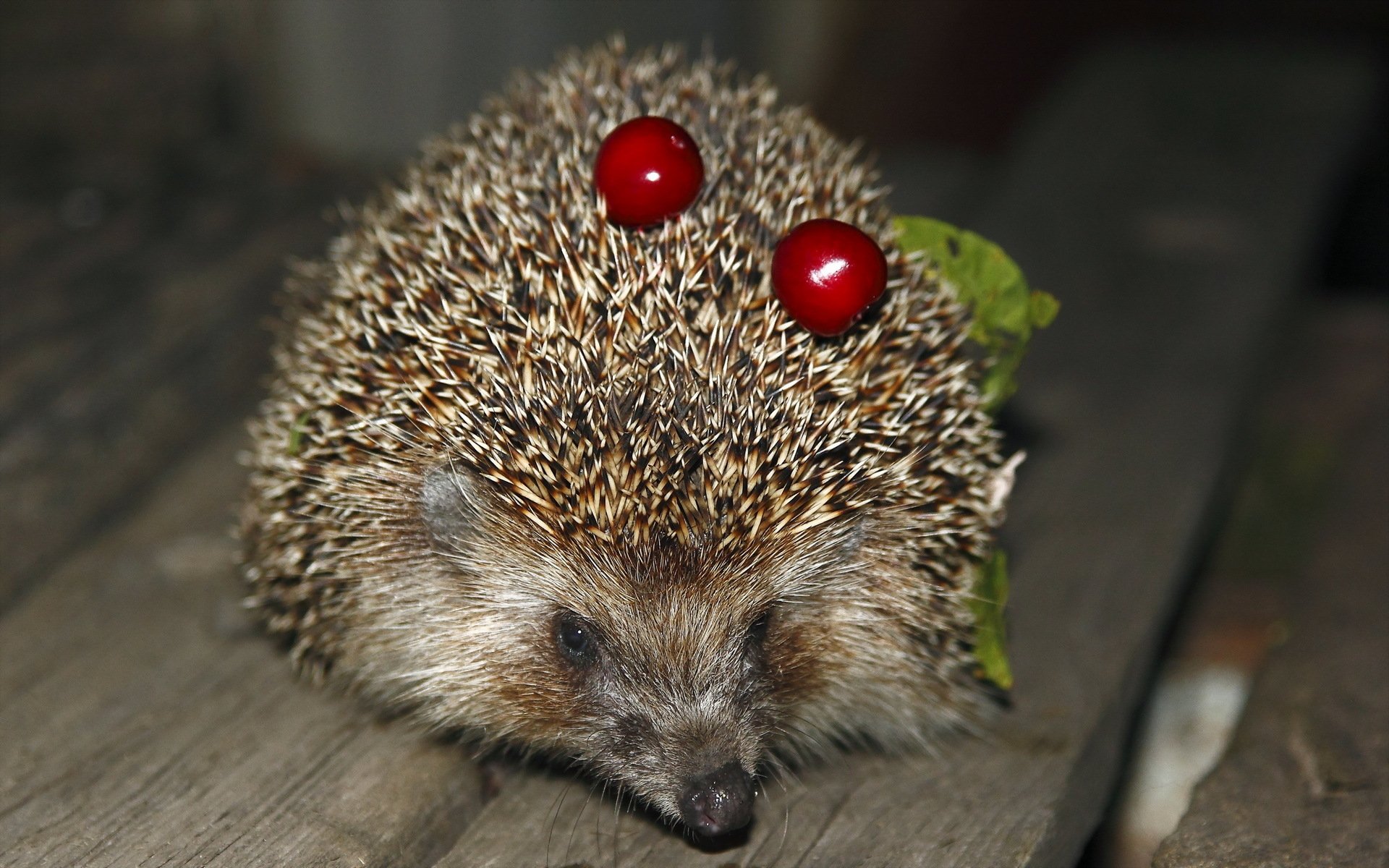 Download Cherry Animal Hedgehog HD Wallpaper