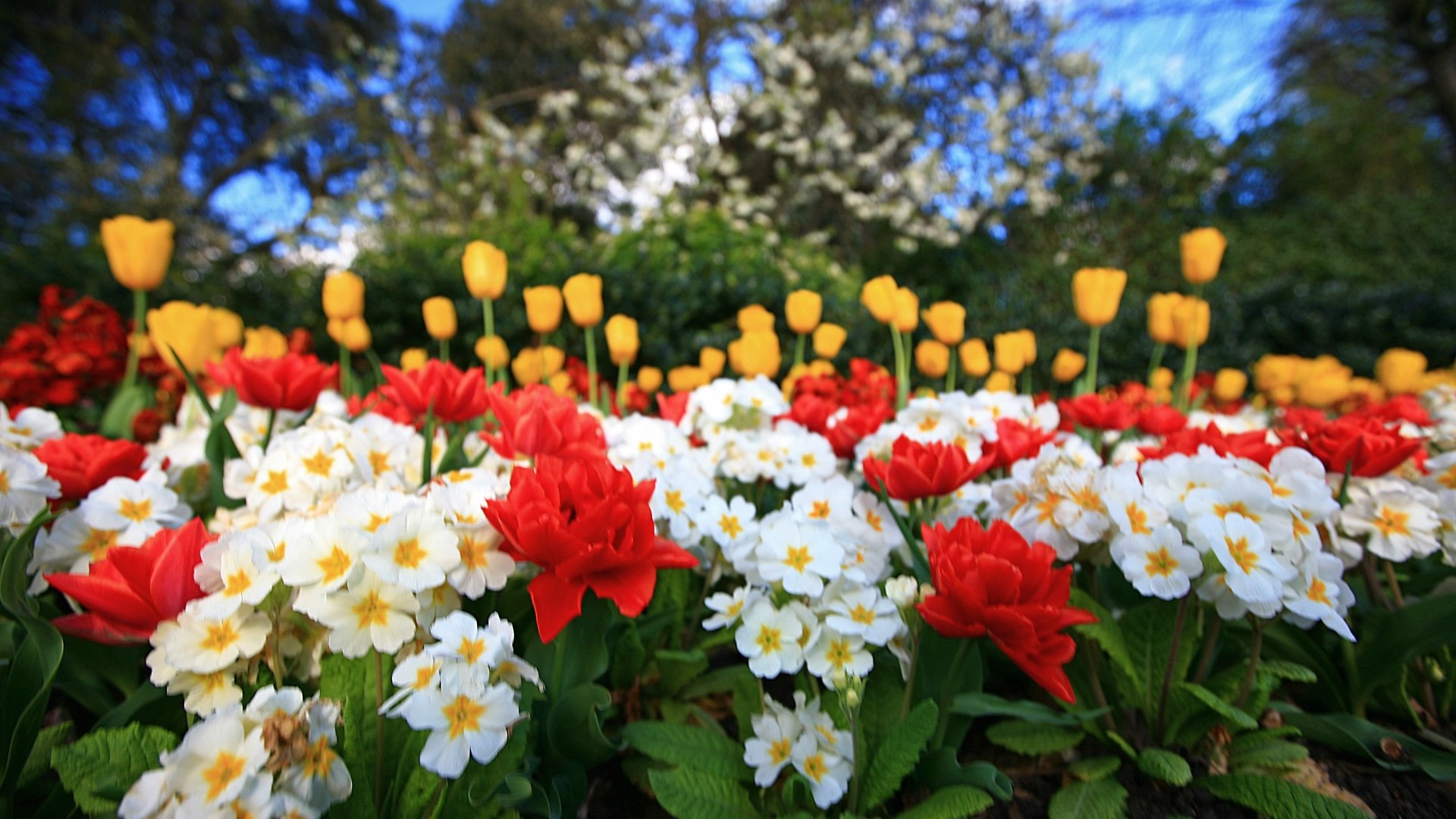 4K Ultra HD Vibrant Garden Bloom: Nature’s Colorful Flower Symphony