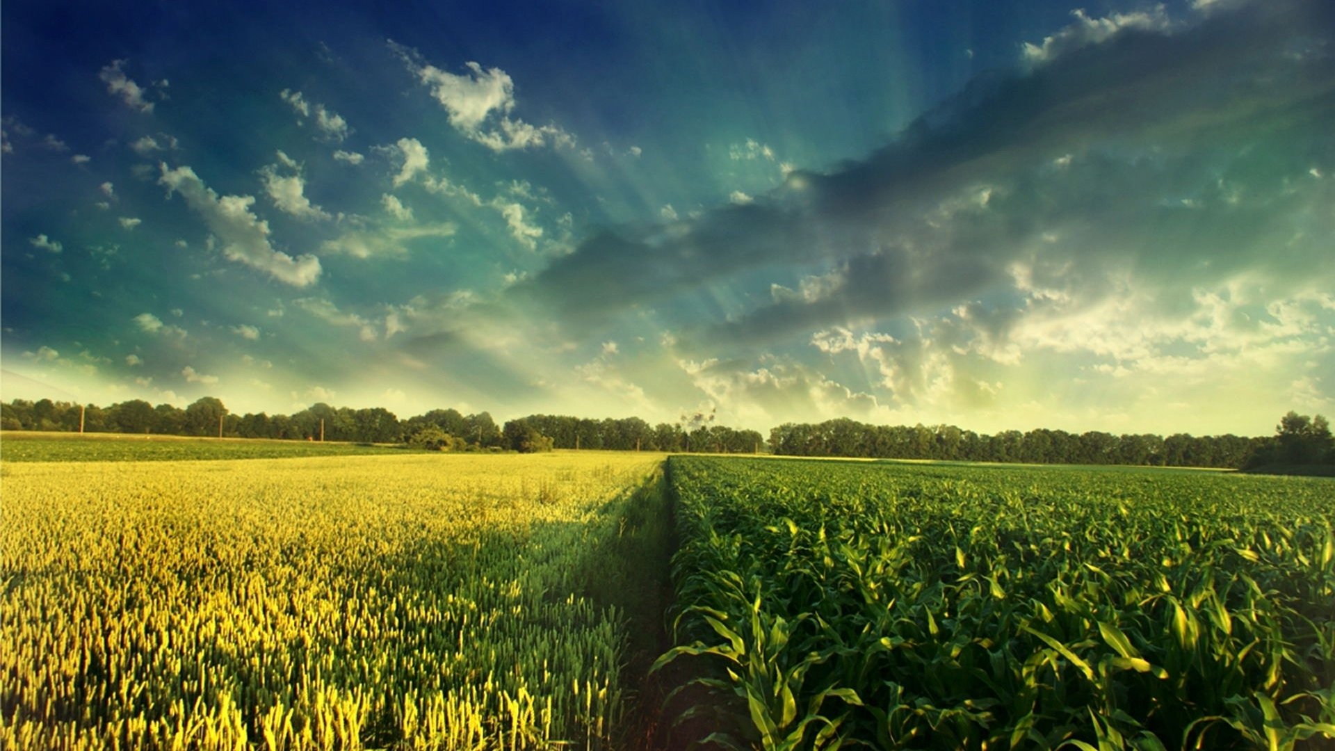 Download Nature Field HD Wallpaper | 1920x1080 | Wallpaper Abyss