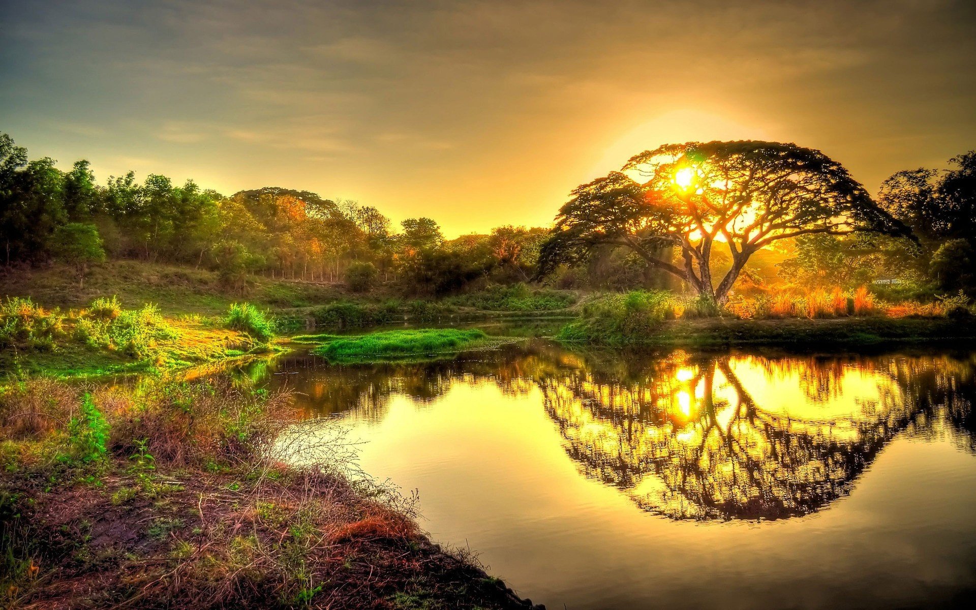 Radiant Tree Reflections: Stunning Nature HD Wallpaper