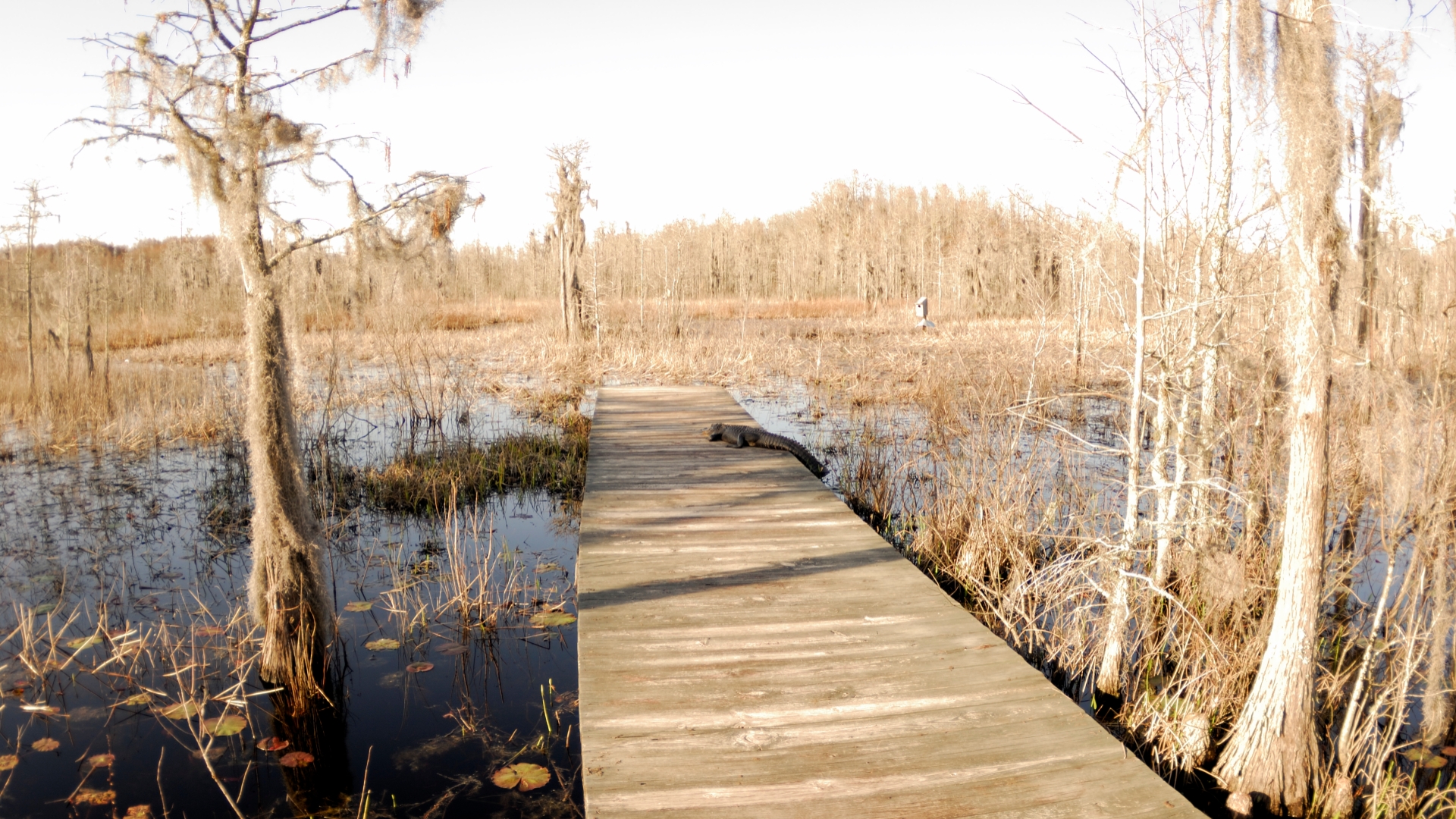 Download Nature Swamp HD Wallpaper