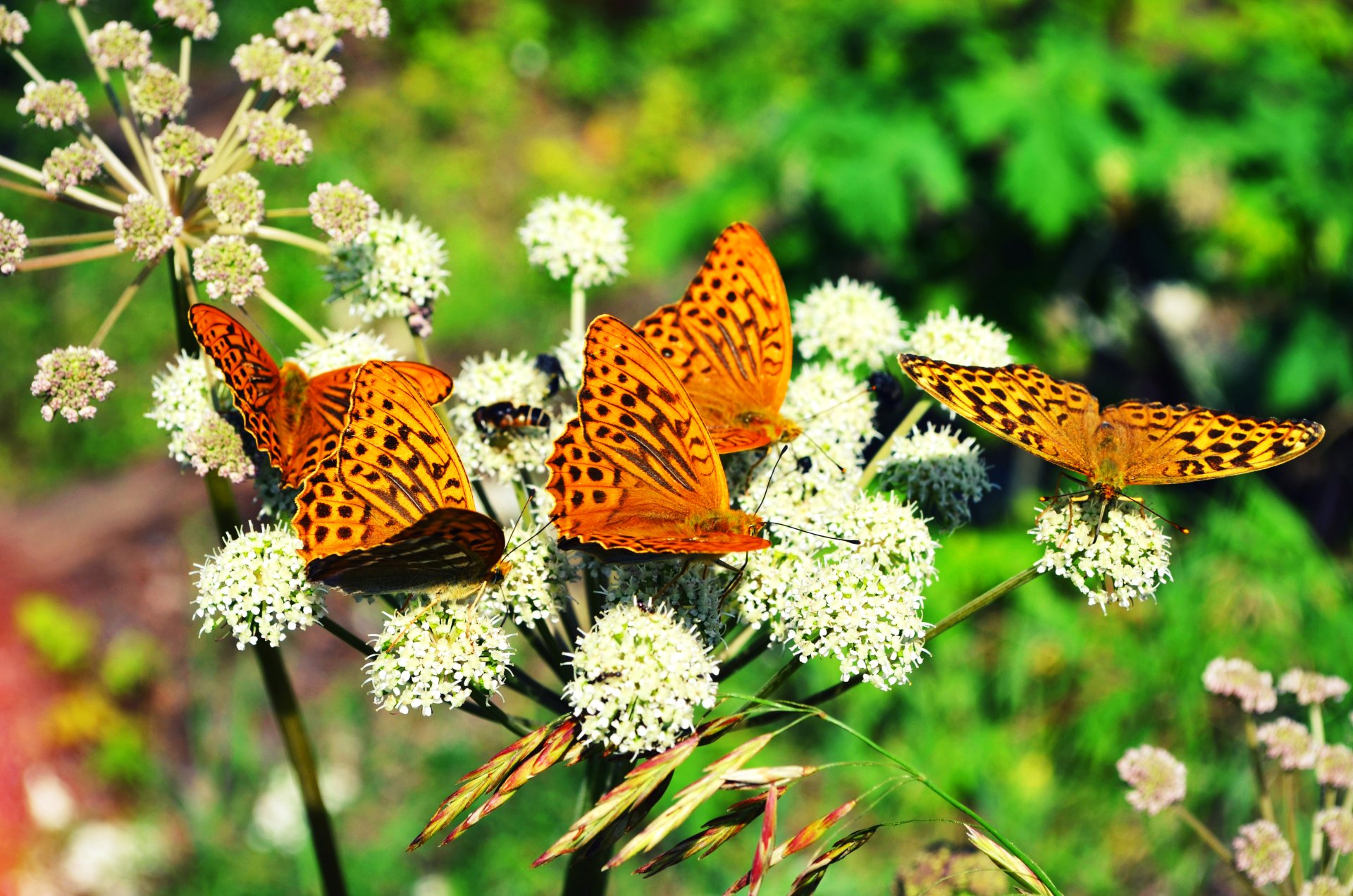 Butterfly 4k Ultra HD Wallpaper