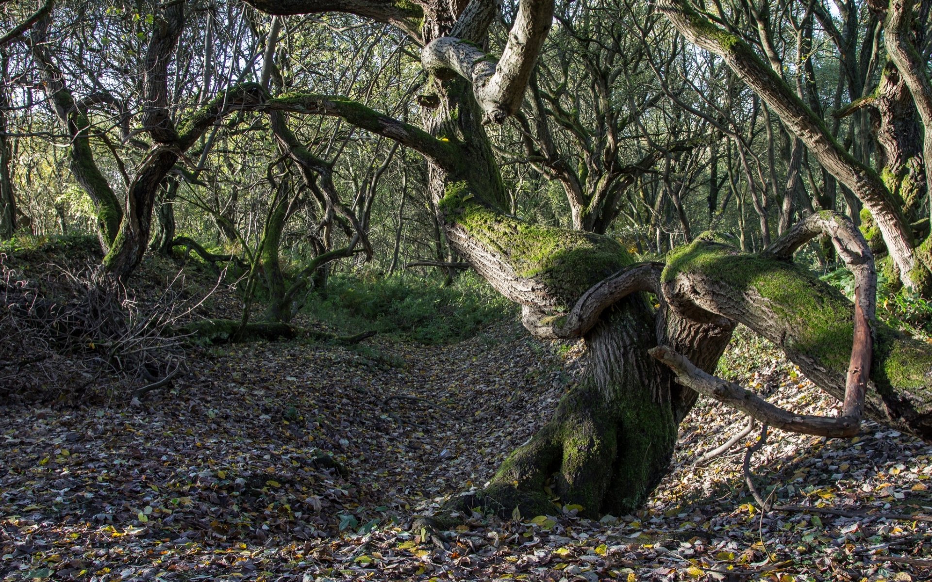 Download Nature Twisted Tree HD Wallpaper