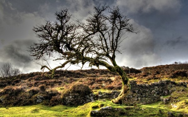 Twisted Tree Wallpaper and Background Image | 1680x1050