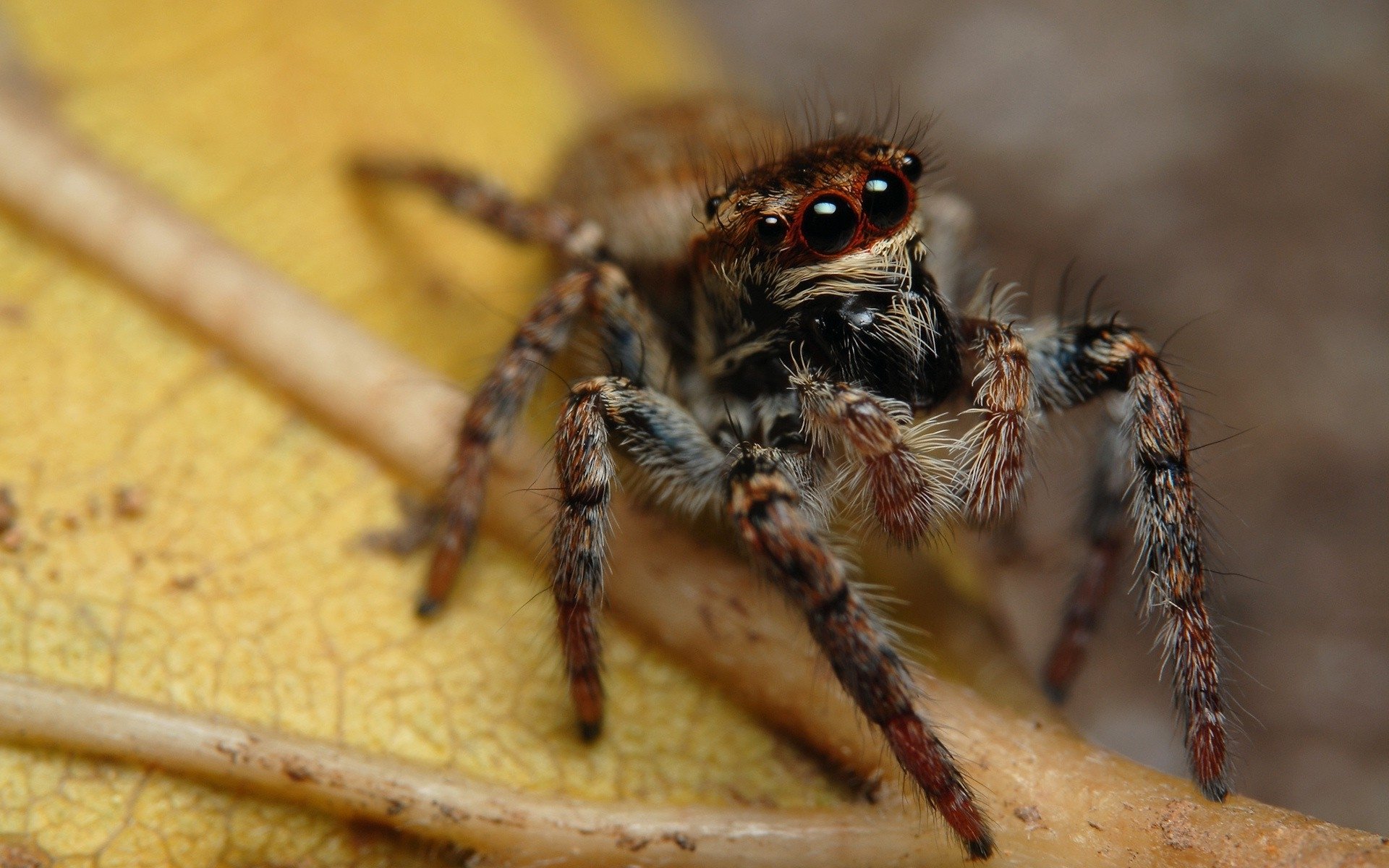 Download Jumping Spider Animal Spider HD Wallpaper