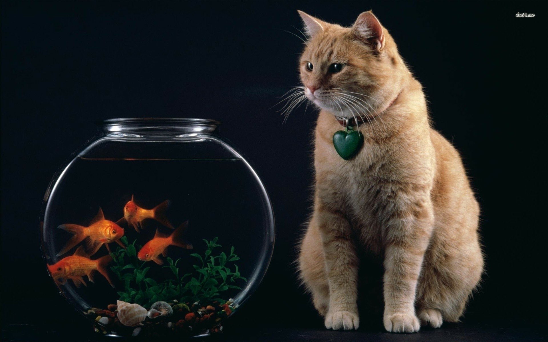 Curious Cat and Fish: A Charming HD Wallpaper