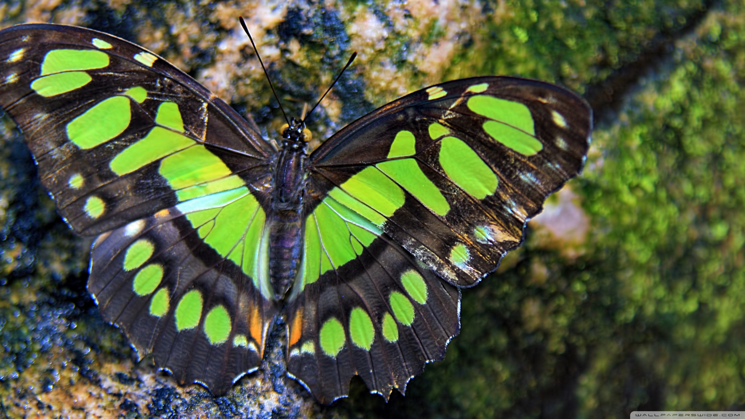 Download Animal Butterfly HD Wallpaper
