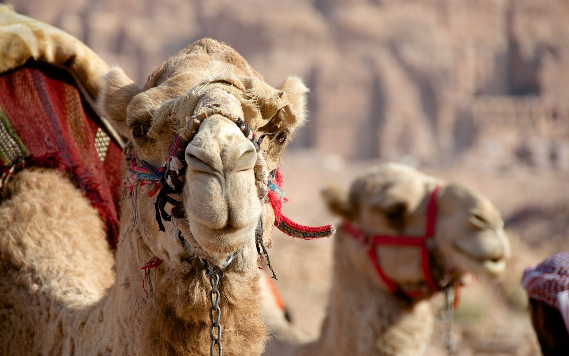 Majestic Camels in HD: Stunning Animal Wallpaper