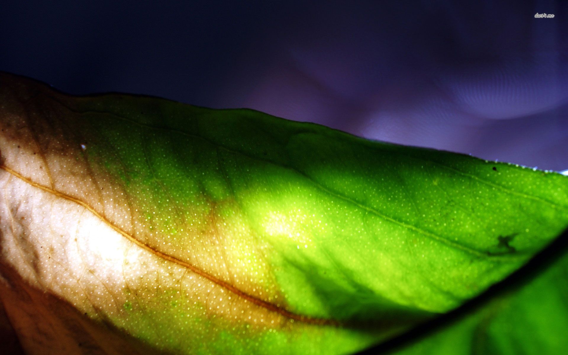 Download Nature Leaf HD Wallpaper