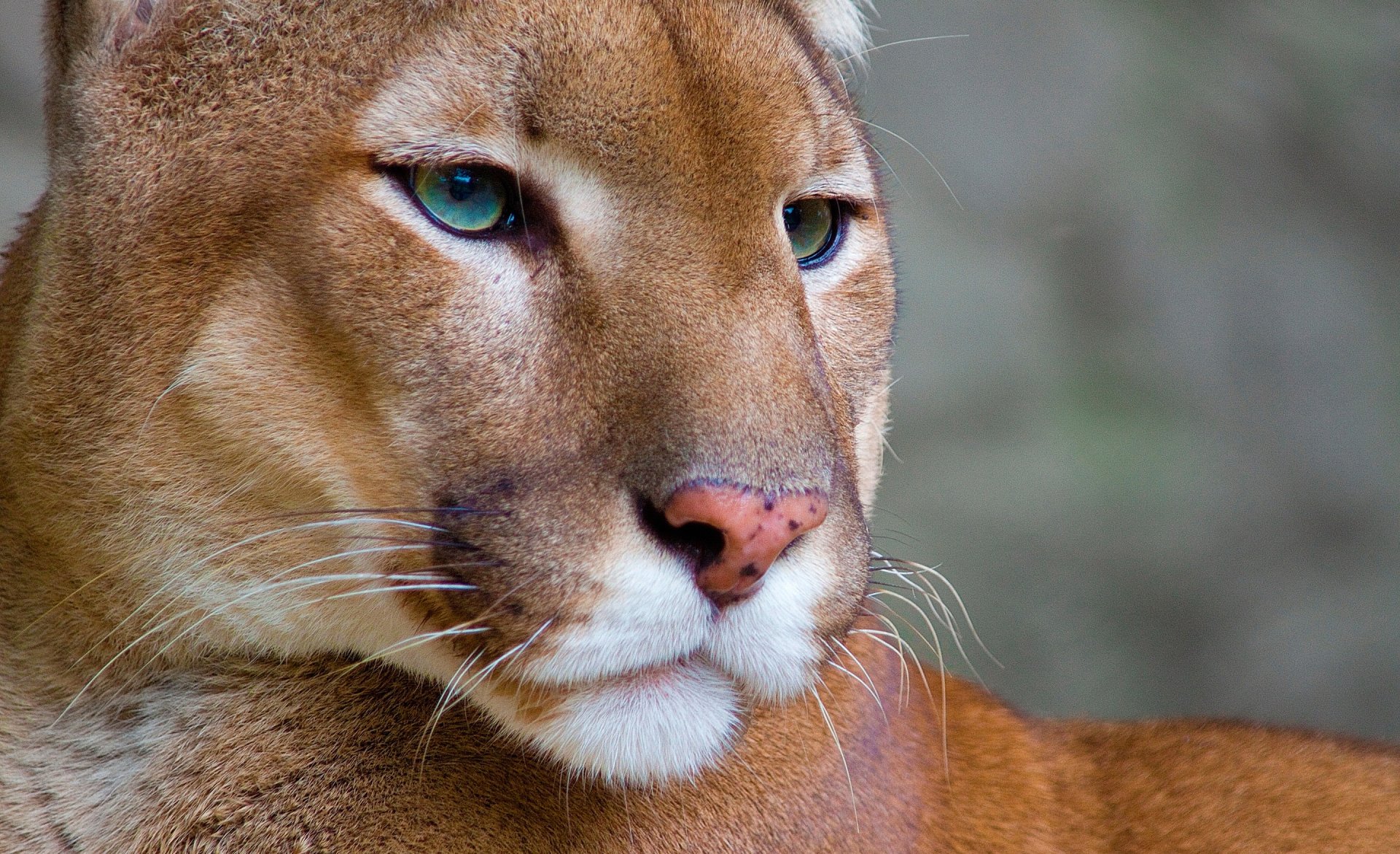 Majestic Cougar HD Wallpaper: The Wild Grace of Nature