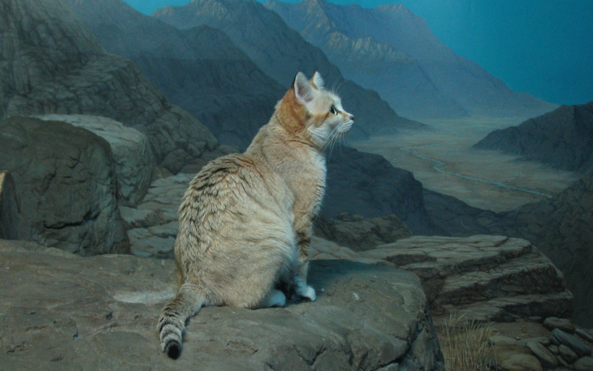 The sand cat, also known as the sand dune cat