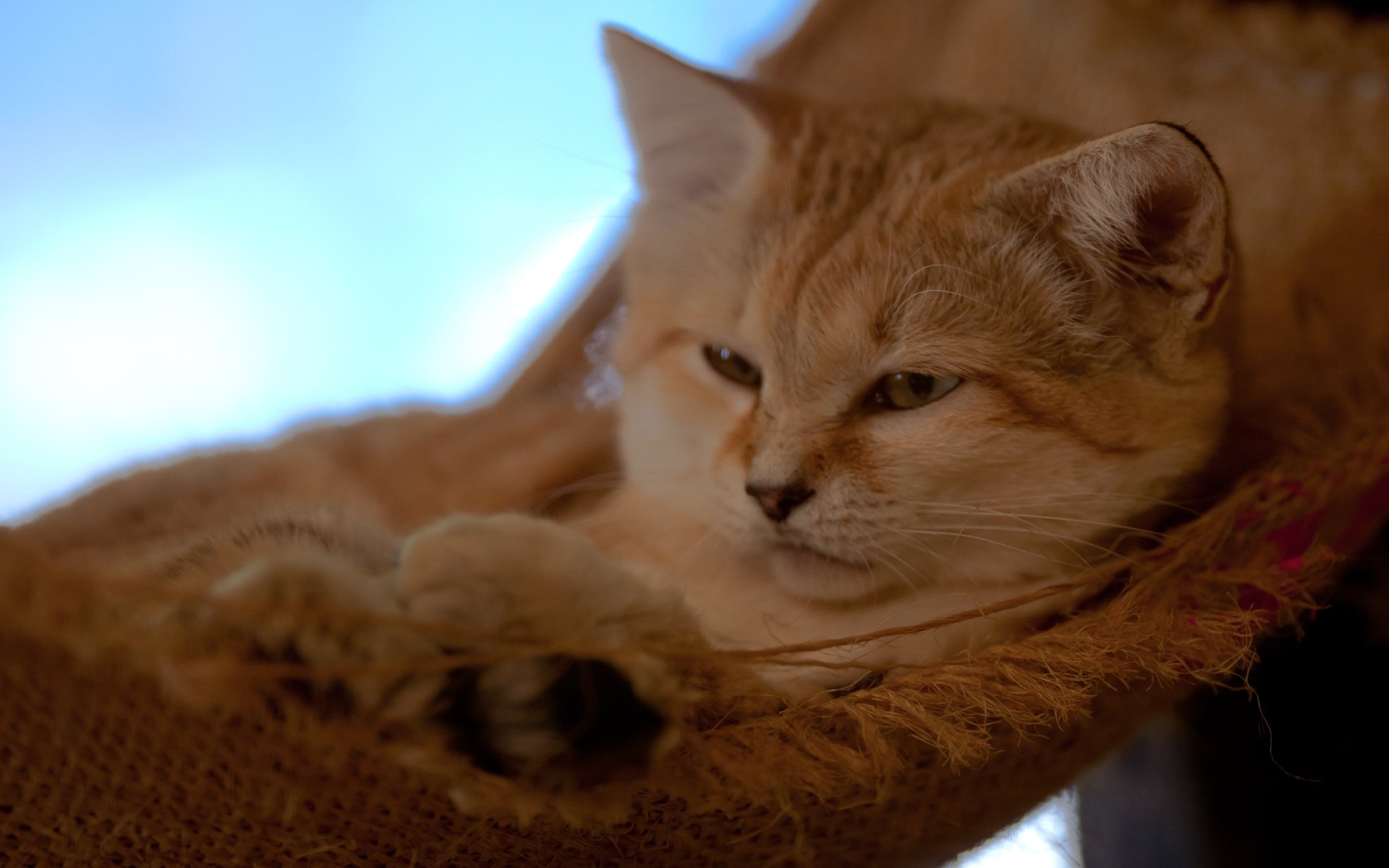 Animal Sand Cat HD Wallpaper