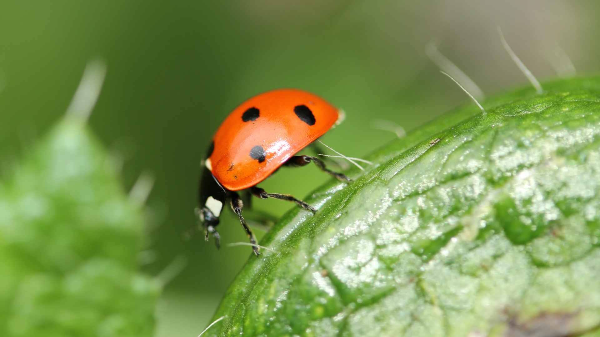 Download Animal Ladybug HD Wallpaper