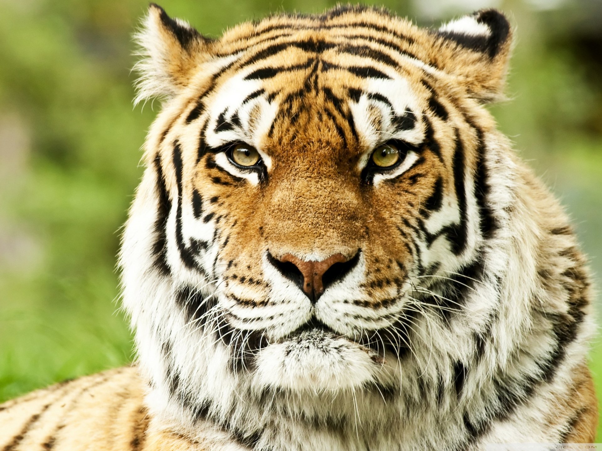 Download Animal Tiger HD Wallpaper