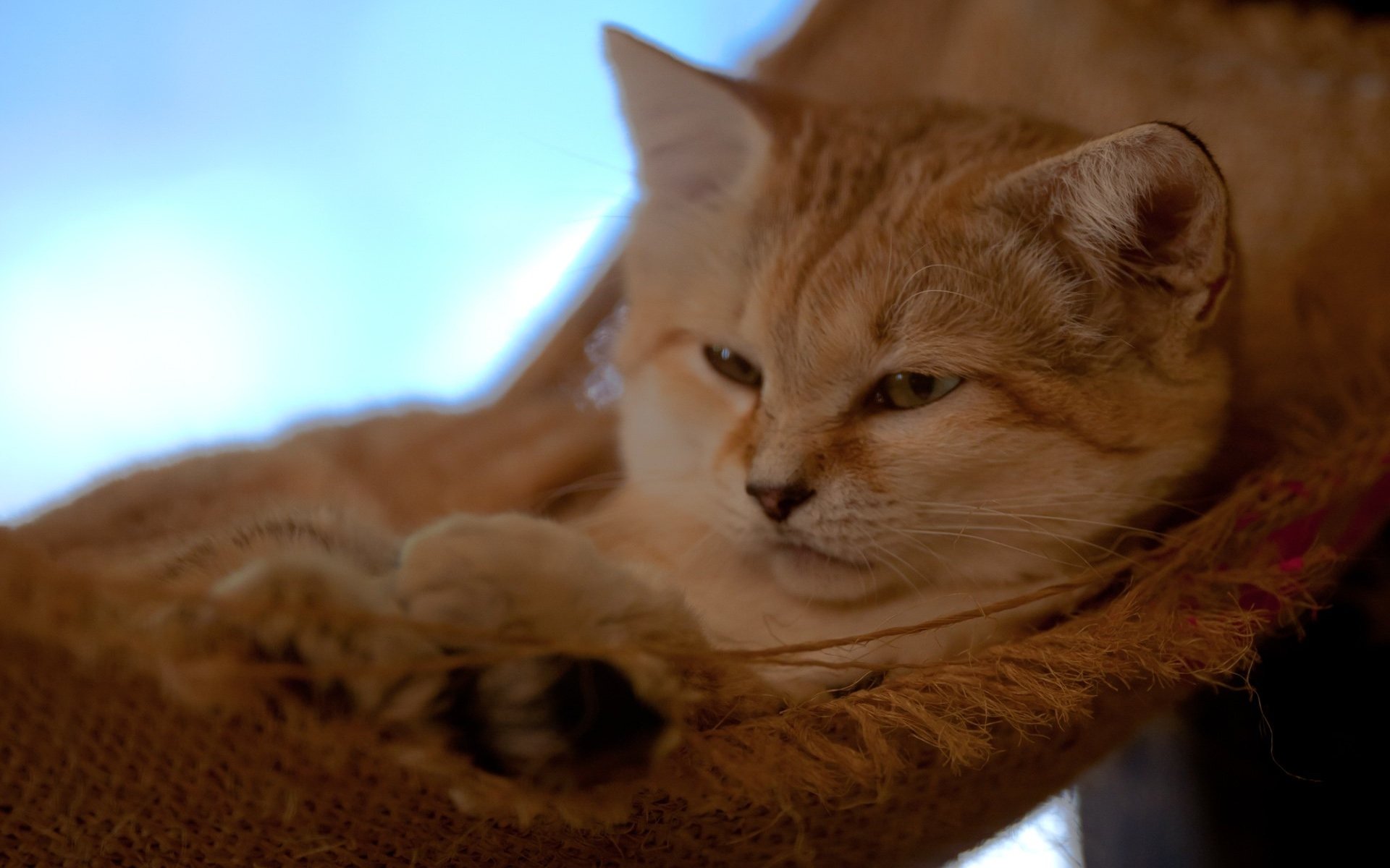 Download Animal Sand Cat HD Wallpaper