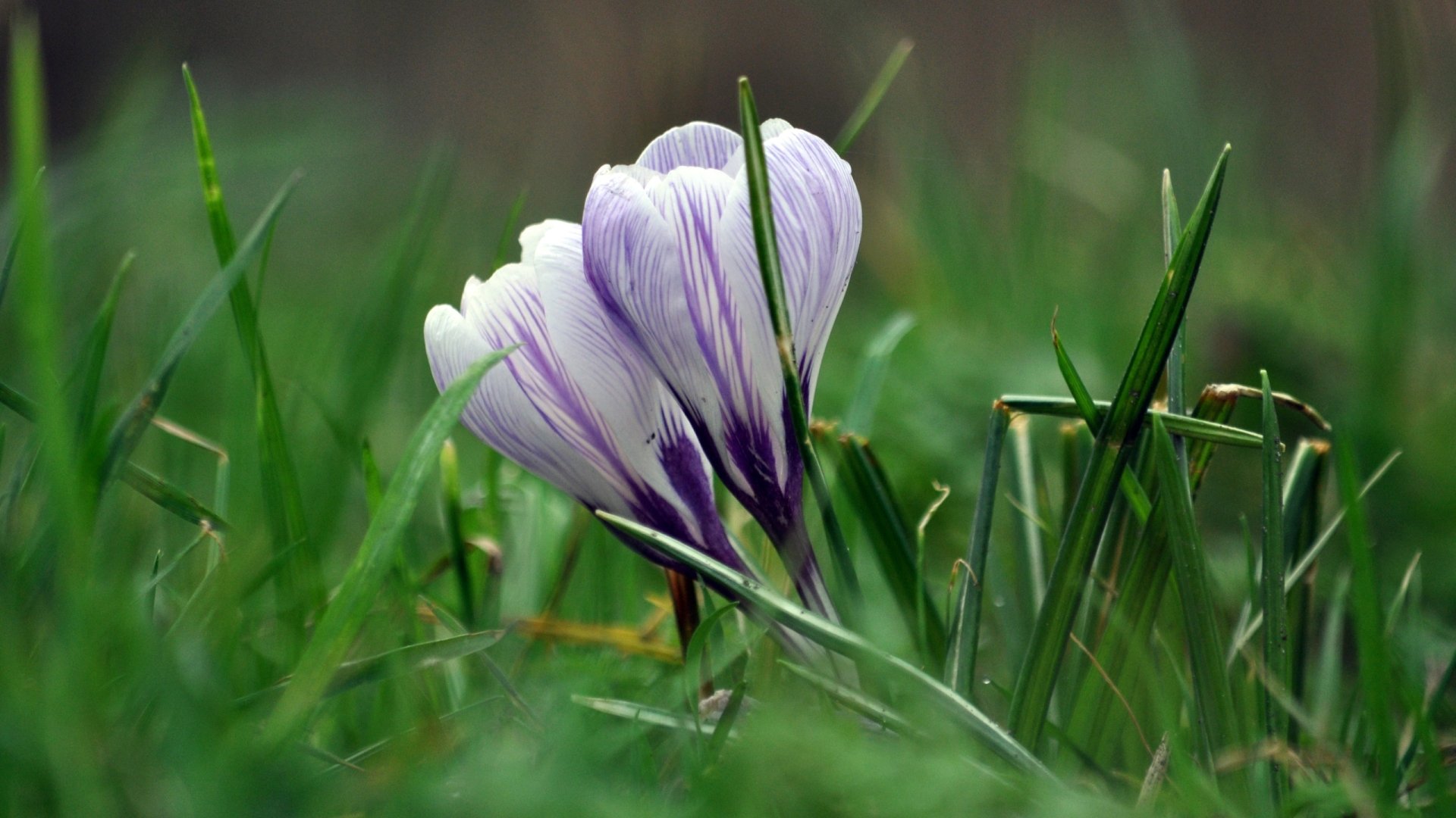 Download Flower Nature Crocus HD Wallpaper