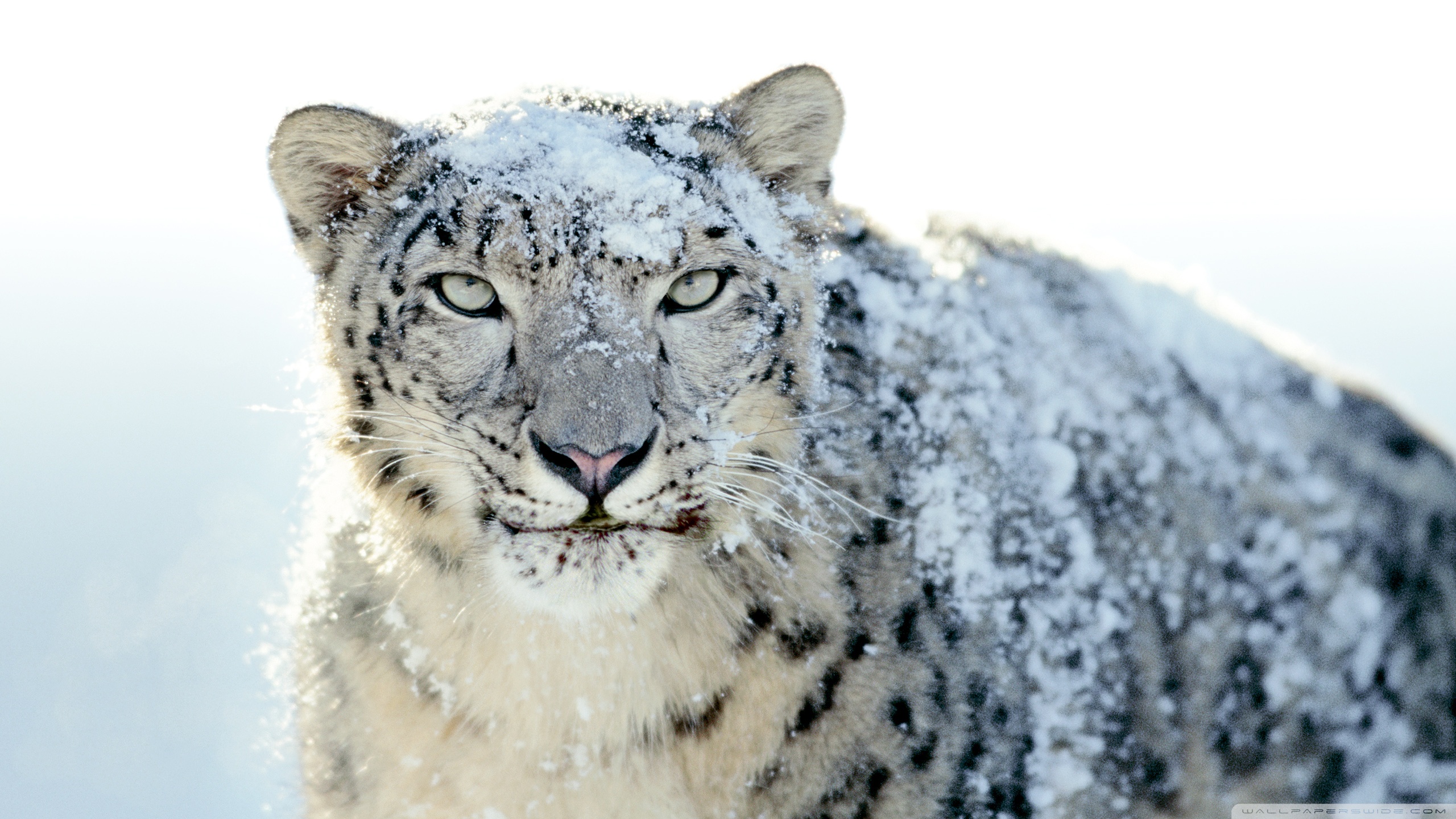 Download Animal Snow Leopard HD Wallpaper