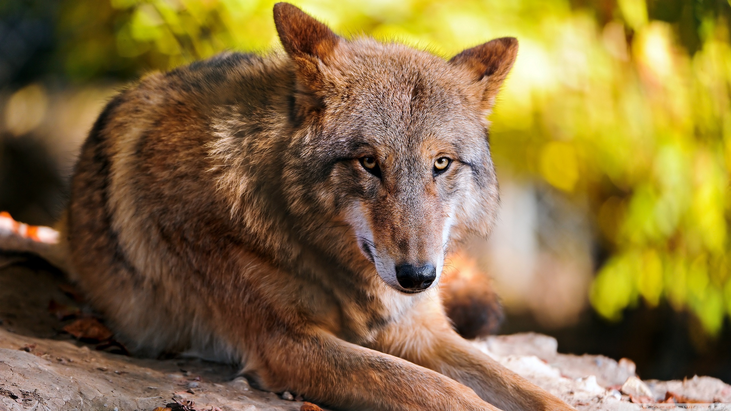 Majestic Wolf HD Wallpaper: Nature’s Wild Elegance