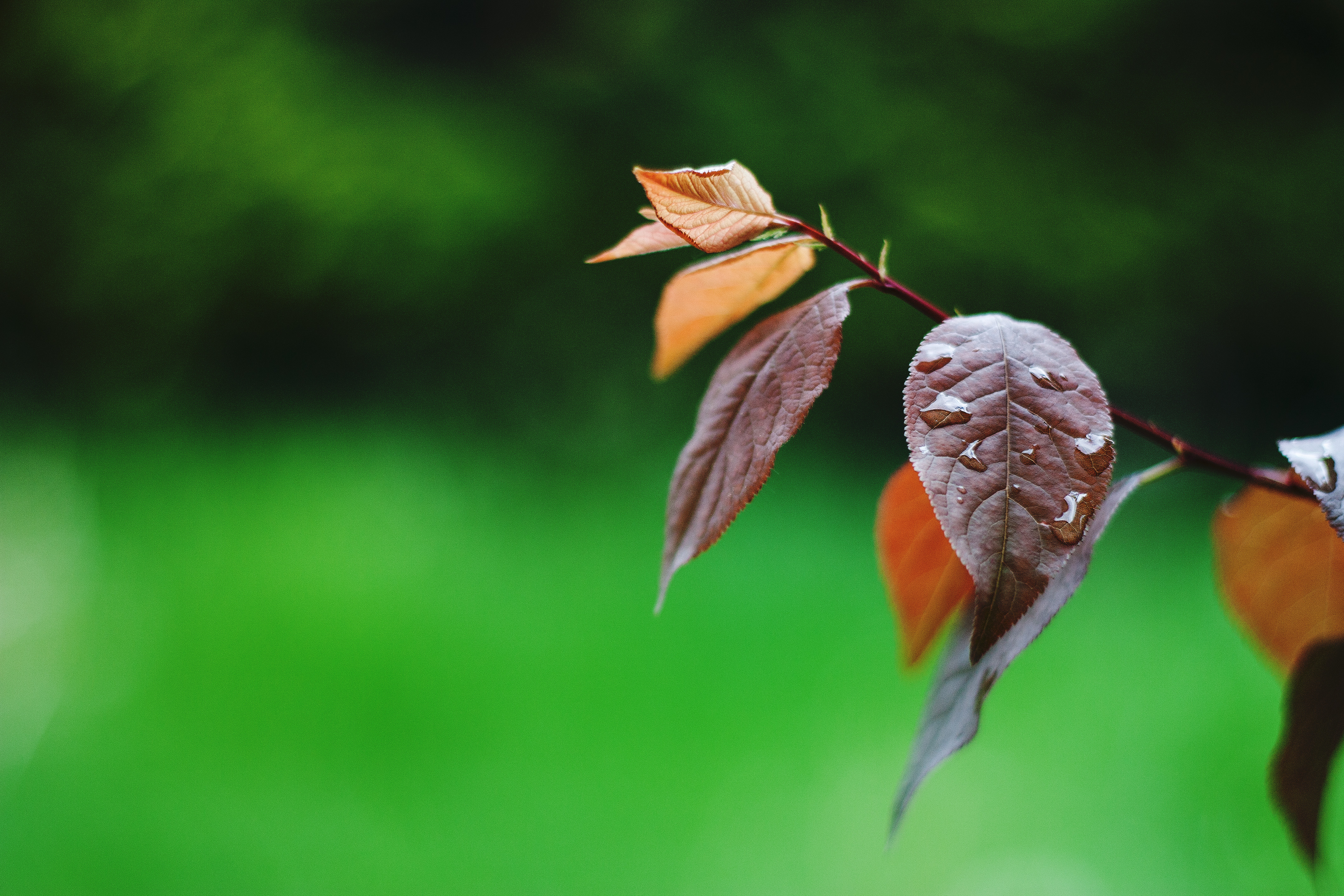 Nature Leaf 4k Ultra HD Wallpaper by Vriskson