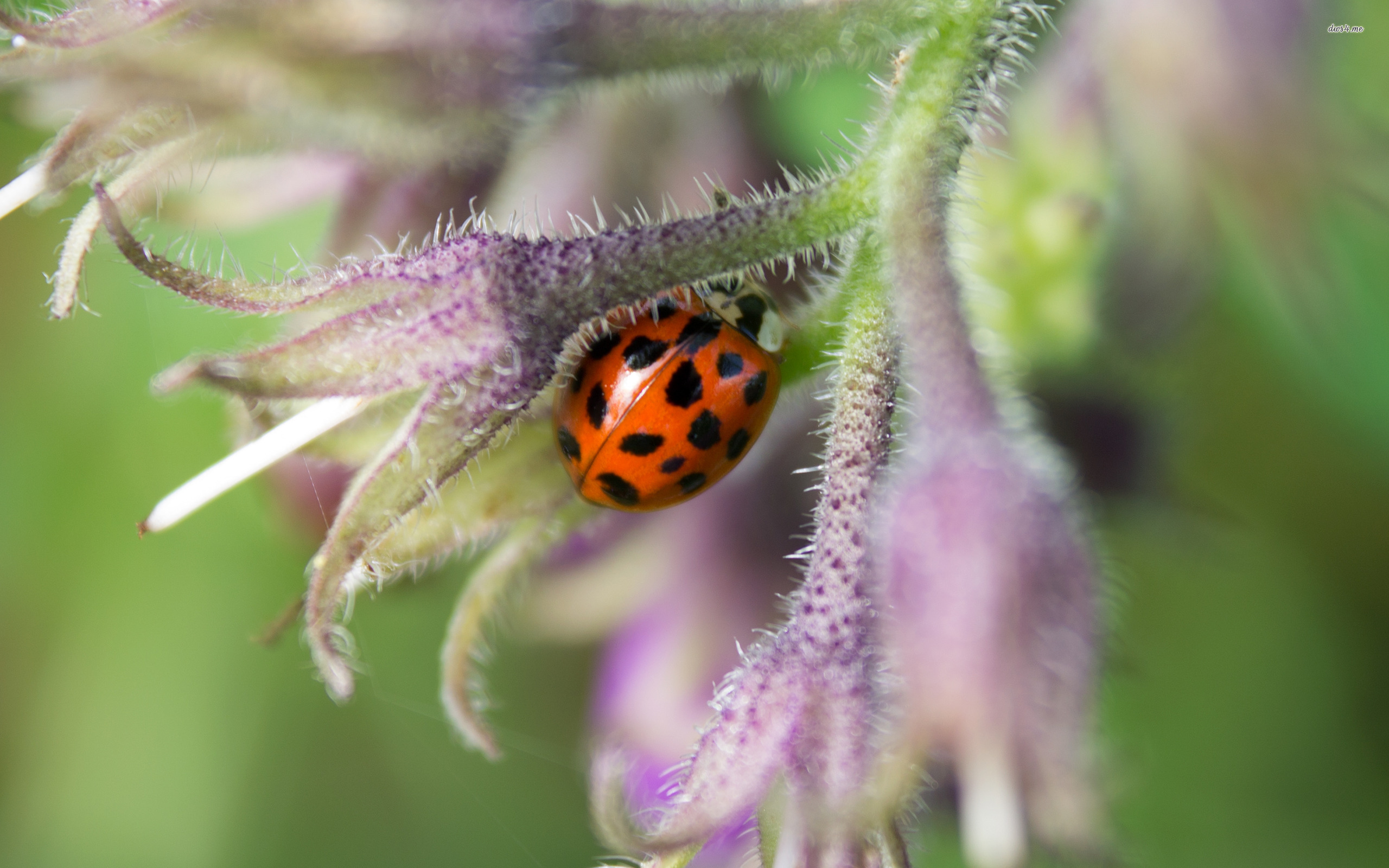 Download Animal Ladybug HD Wallpaper