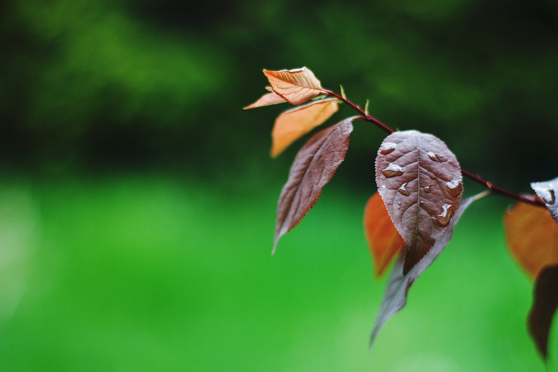 Nature Leaf 4k Ultra HD Wallpaper by Vriskson