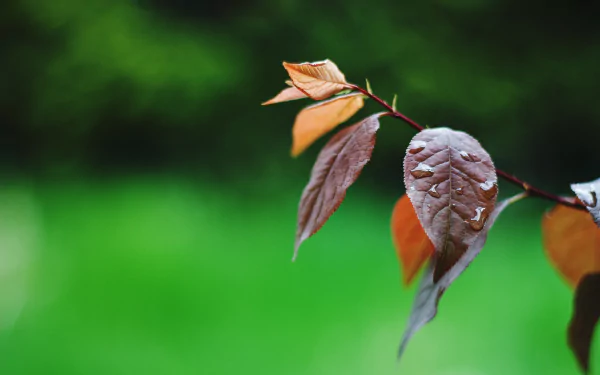 [700+] Leaf 4k Wallpapers